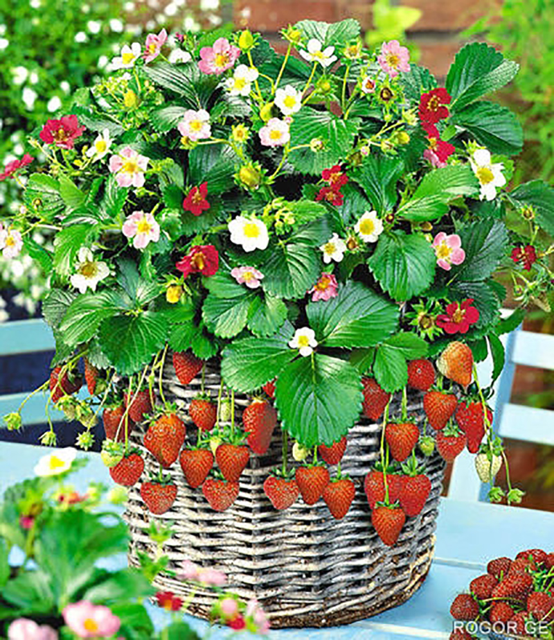 როგორ გავახაროთ მარწყვი აივანზე - rogor.ge