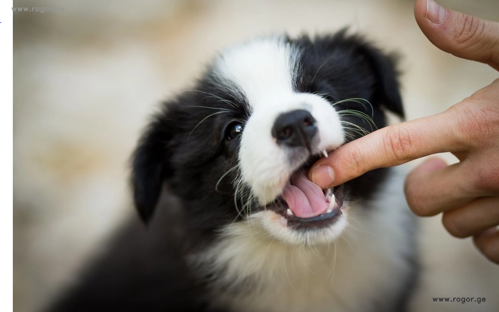 4 მეთოდი, თუ როგორ გადავაჩვიოთ ლეკვი კბენას - rogor.ge