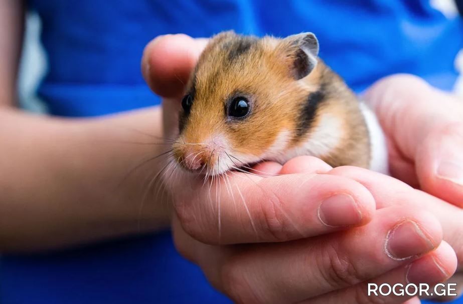 როგორ უნდა შეარჩიოთ ზაზუნა და რა უნდა გაითვალისწინოთ ყიდვამდე - rogor.ge