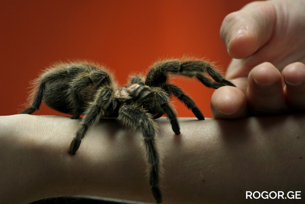 როგორ დავძლიოთ ობების შიში - rogor.ge