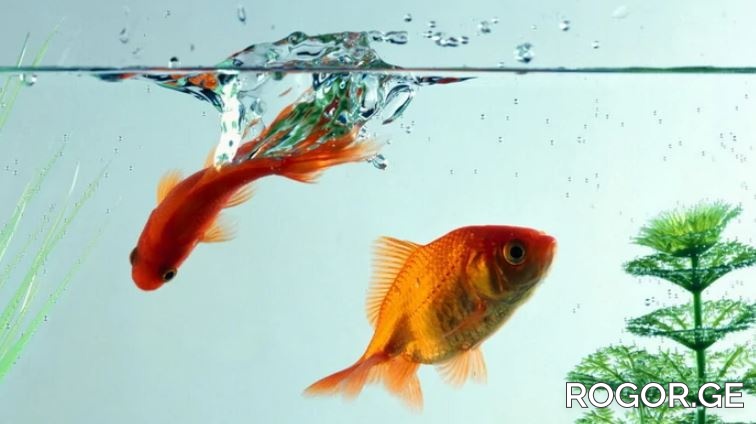 რატომ იღუპებიან თევზები იდეალურ აკვარიუმშიც — 7 გავრცელებული შეცდომა ...