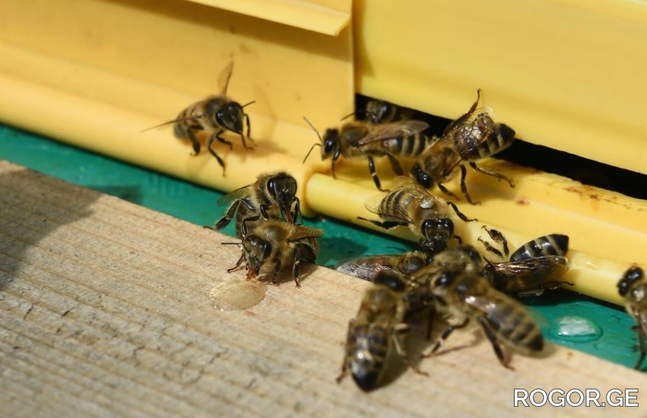 9 ბუნებრივი და უსაფრთხო გზა, როგორ დავიცვათ ეზო ფუტკრებისგან - rogor.ge